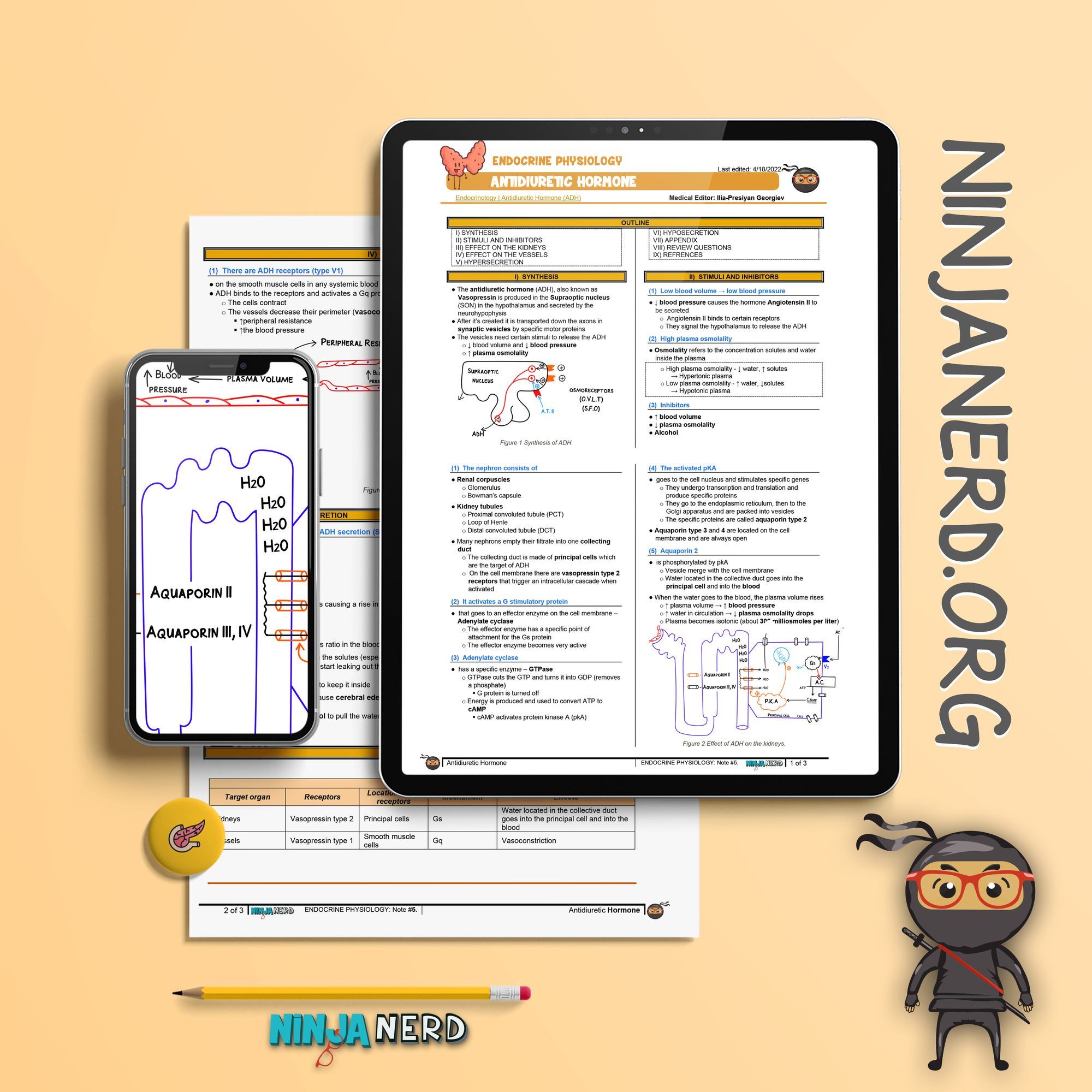 Antidiuretic Hormone (ADH) - Notes - NinjaNerd Medicine